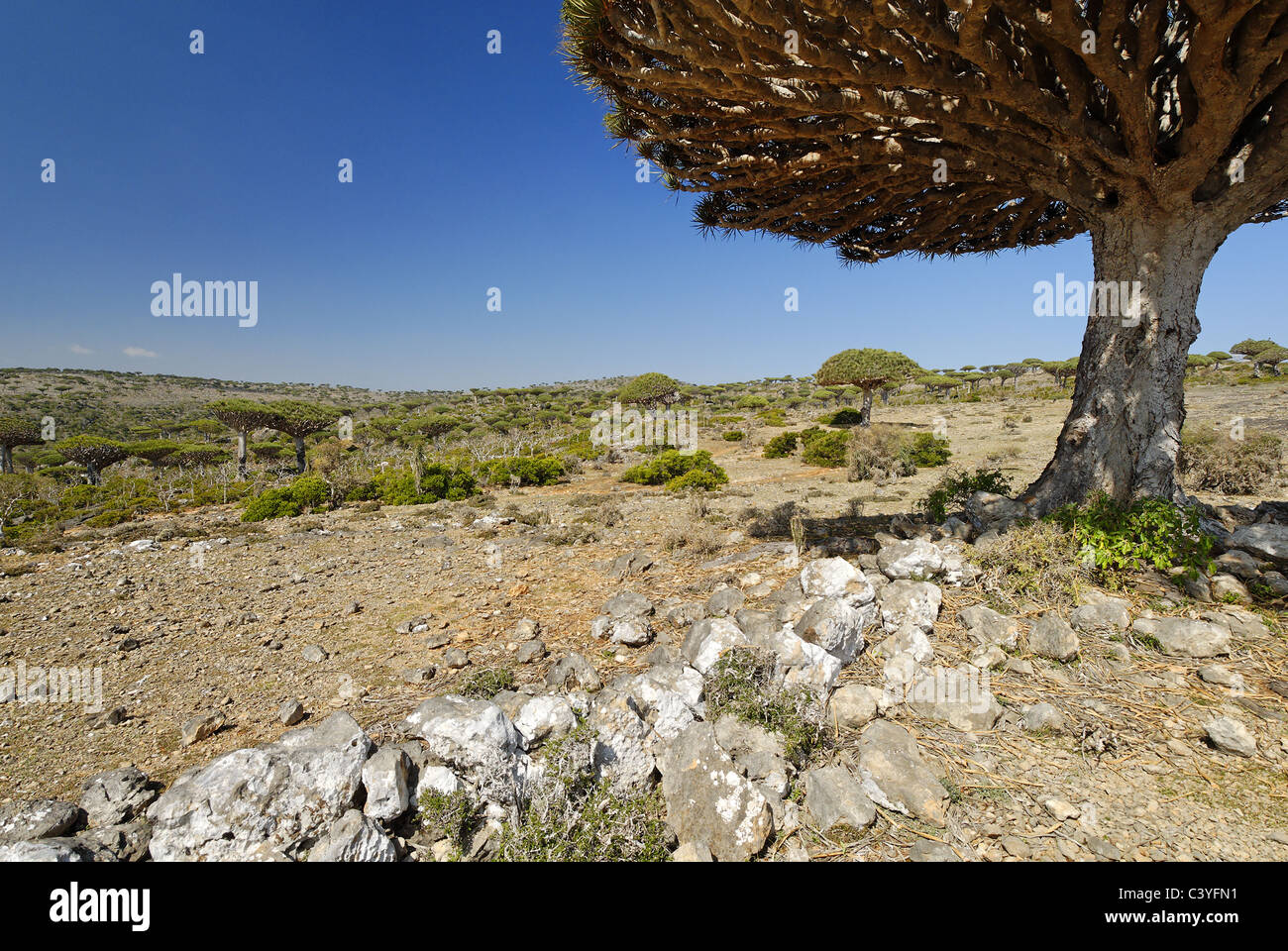 Dragon blood tree, Dracaena cinnabari, Homhil Plateau, Socotra island ...