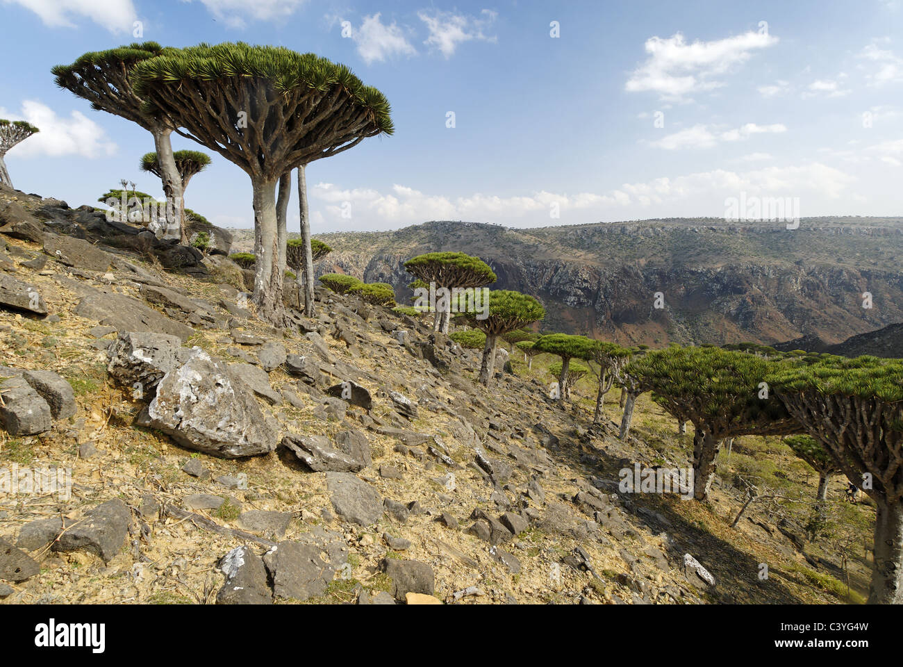 Dragon blood tree, Dracaena cinnabari, Homhil Plateau, Socotra island ...