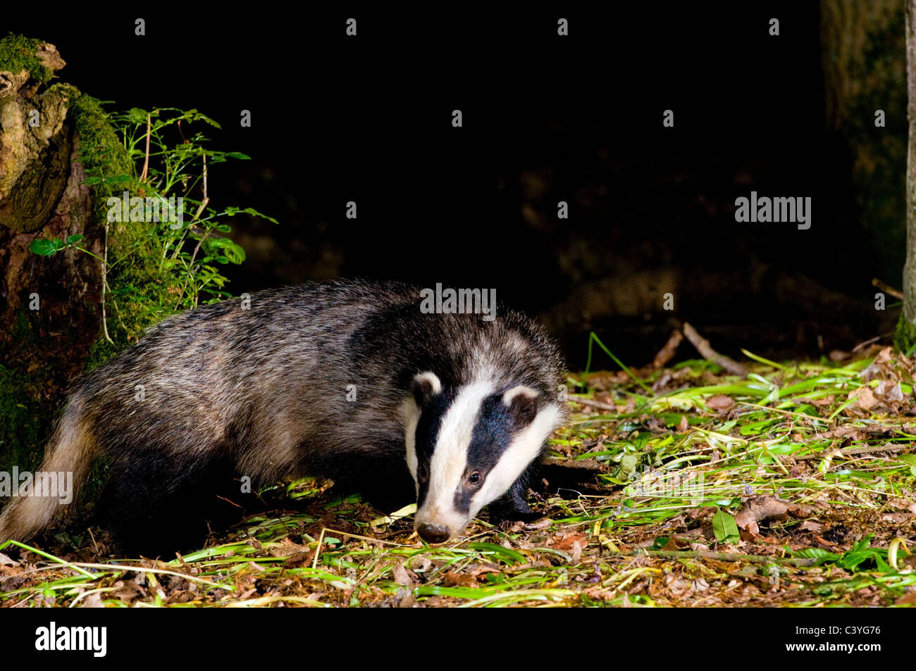 Badgers hi-res stock photography and images - Alamy