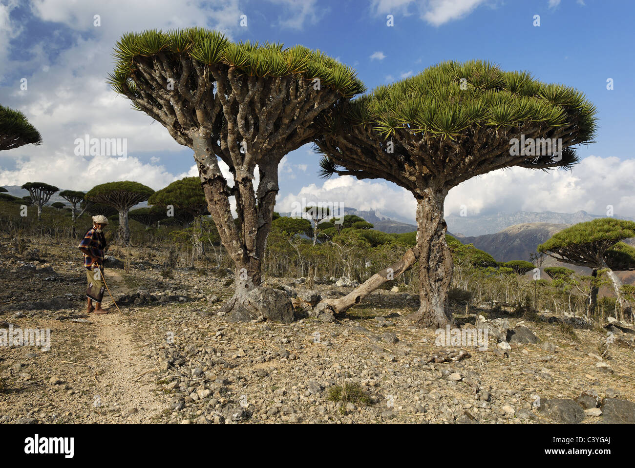 Dragon blood tree, Dracaena cinnabari, Homhil Plateau, Socotra island ...