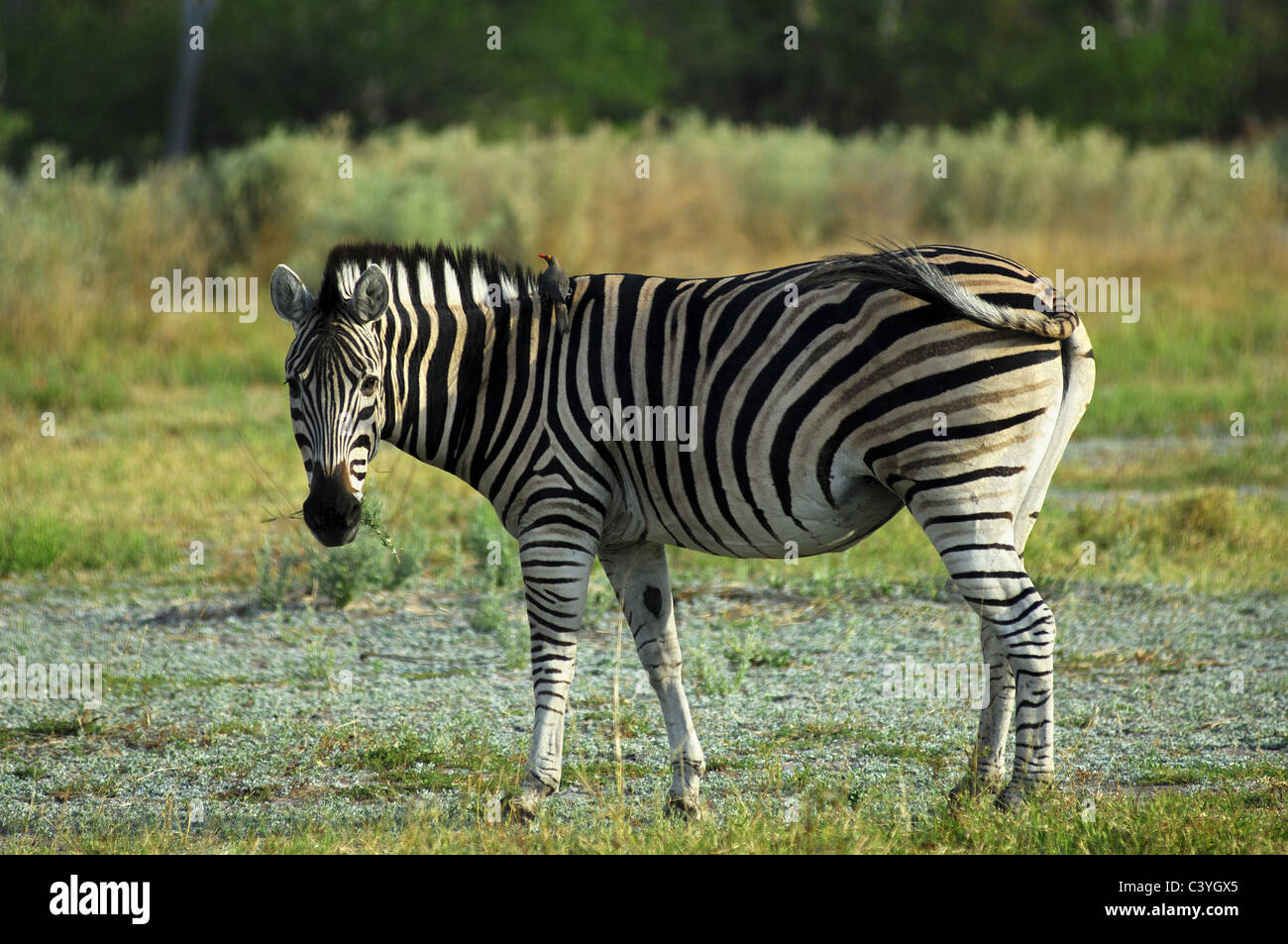 Full body zebra hi-res stock photography and images - Alamy