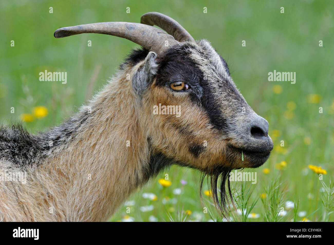 Goat head horns hi-res stock photography and images - Alamy
