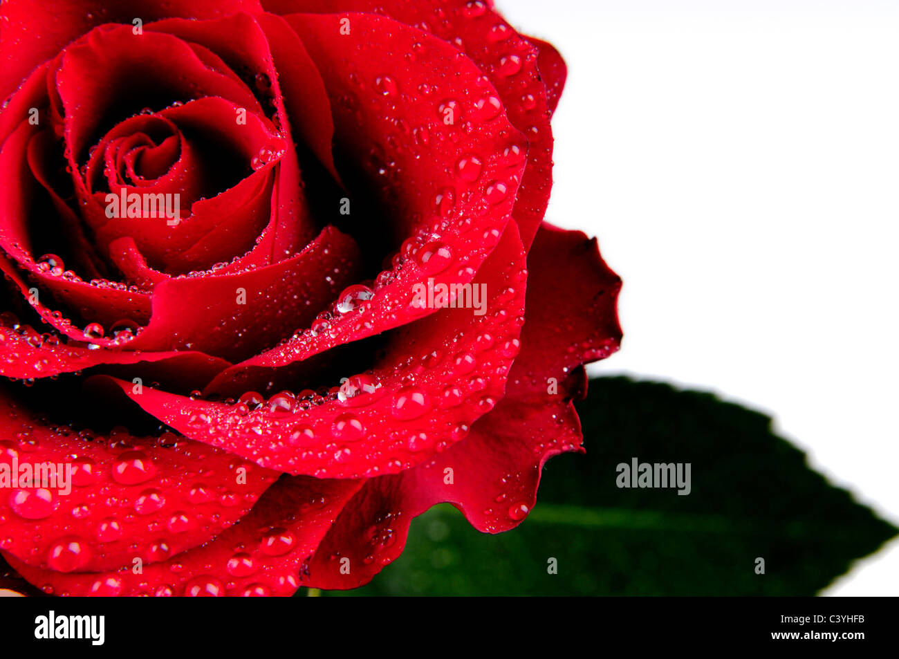 Red rose isolated on white background Stock Photo - Alamy