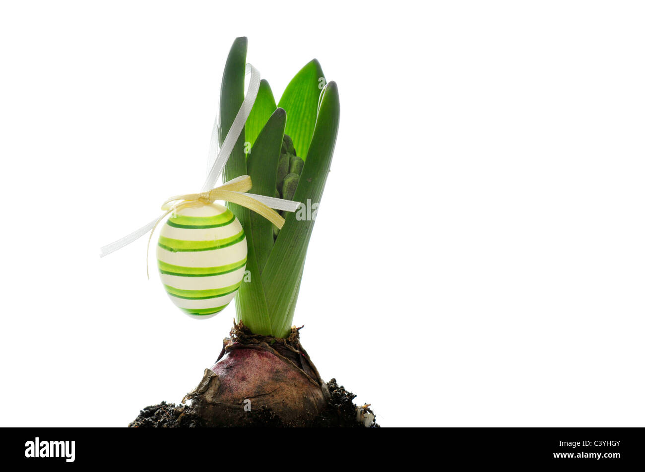 Hiacynt isolated on white backgrounnd Stock Photo - Alamy