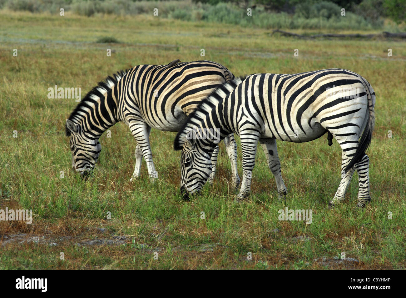 Full body of zebra hi-res stock photography and images - Alamy