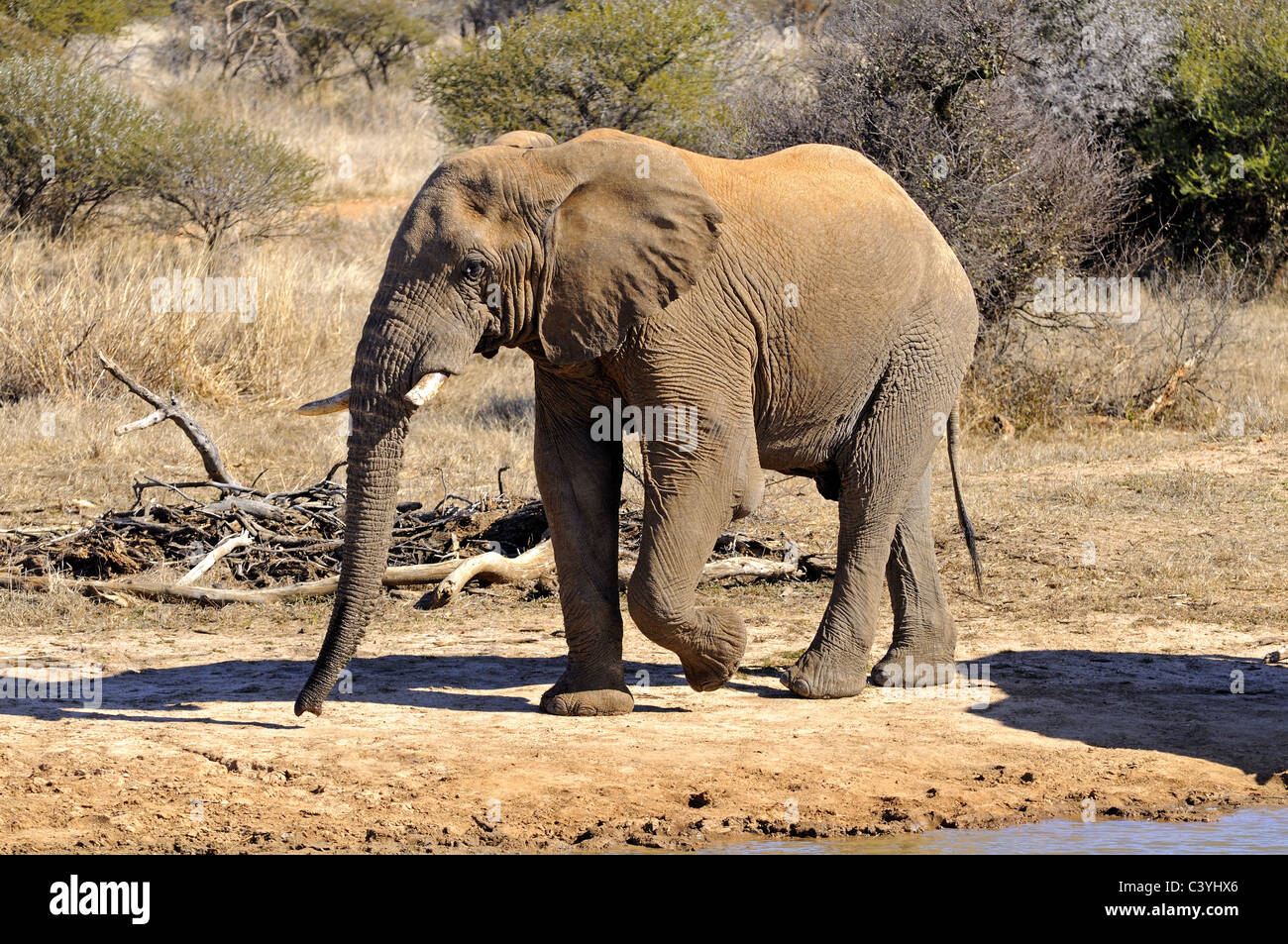 African ani hi-res stock photography and images - Alamy