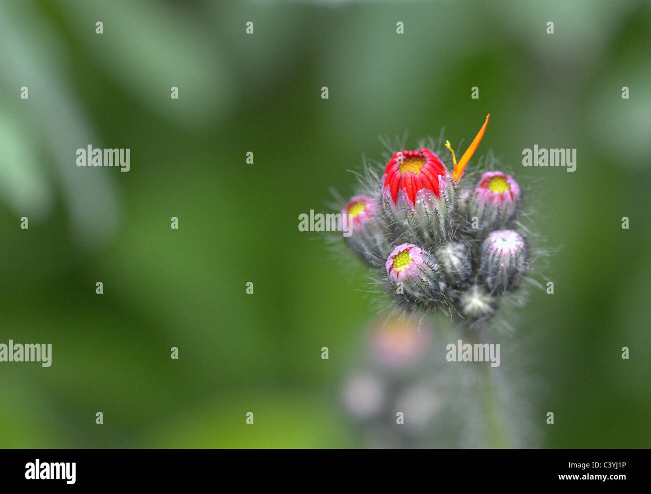 Foxes And Cubs Flower High Resolution Stock Photography and Images - Alamy