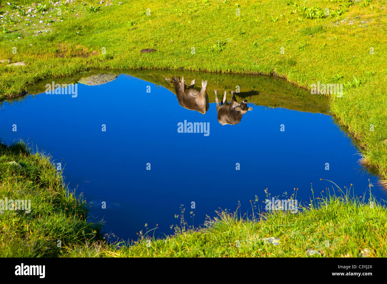 Greina plateau hi-res stock photography and images - Alamy