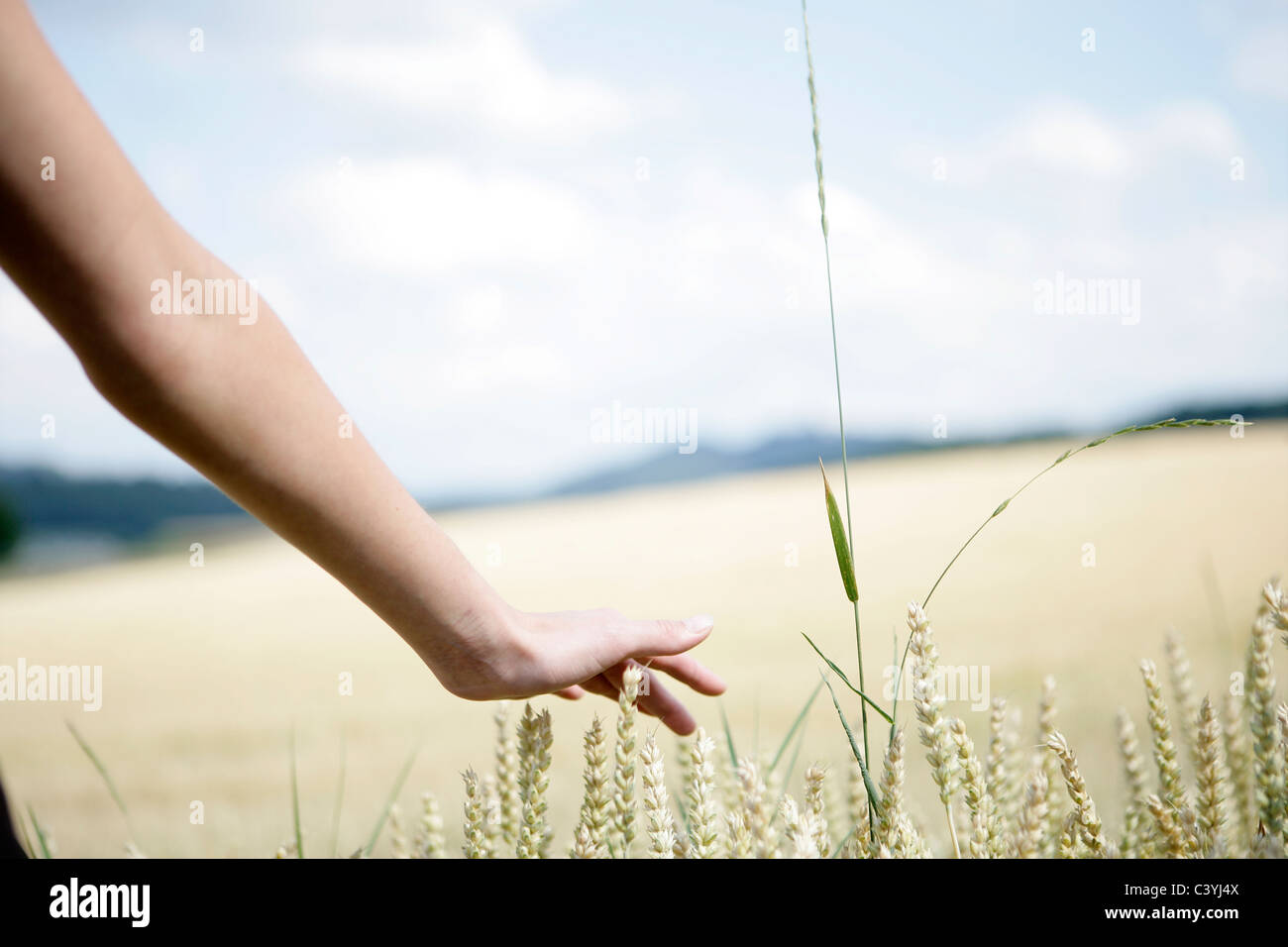 woman, hand, touching, grain, corn field, style, tender, outside, close ...