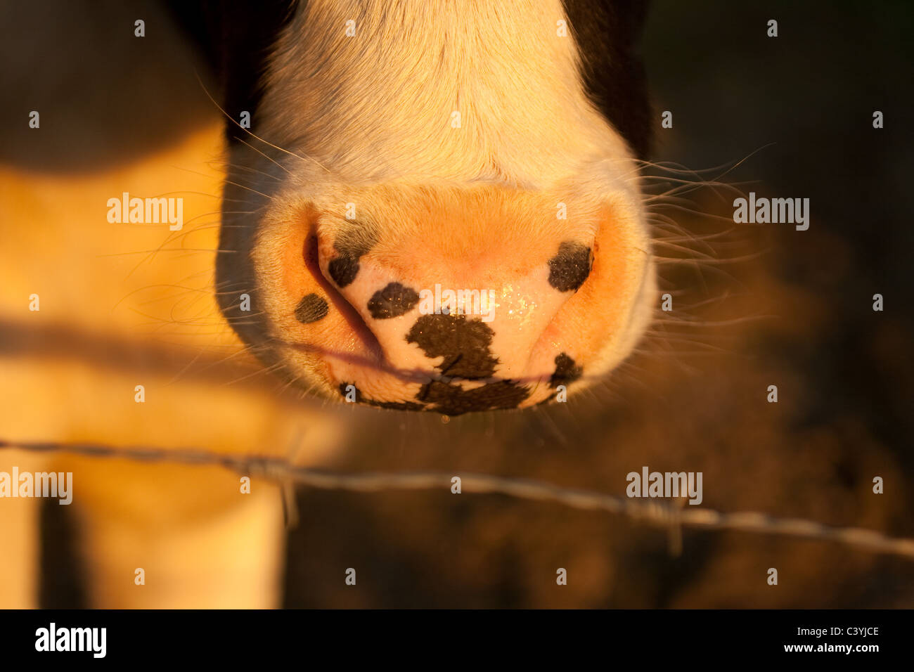 Cow behind fence Stock Photo - Alamy