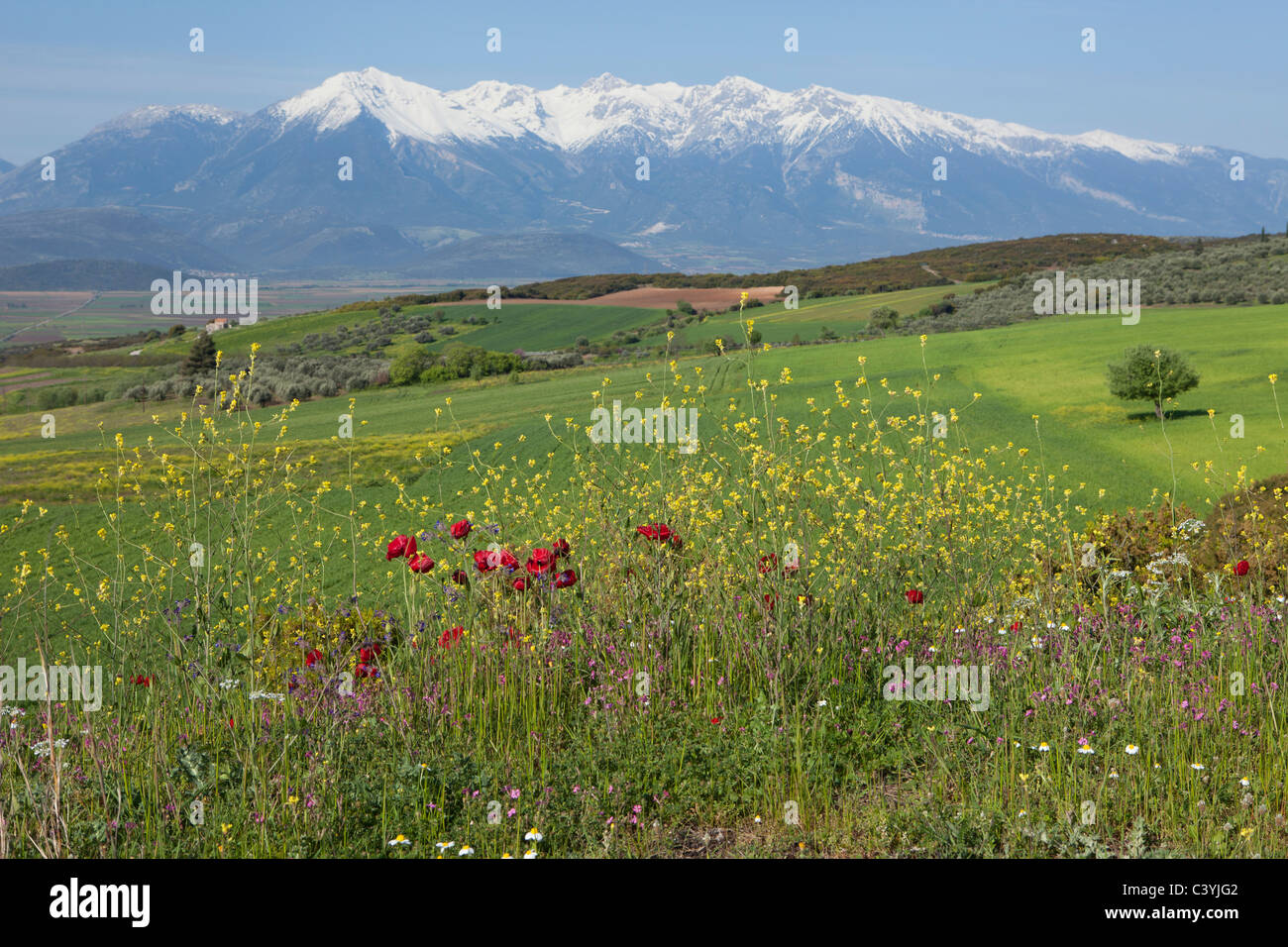 Mount Parnassus (2,457 m or 8,061 ft) near Delphi, Greece in spring ...
