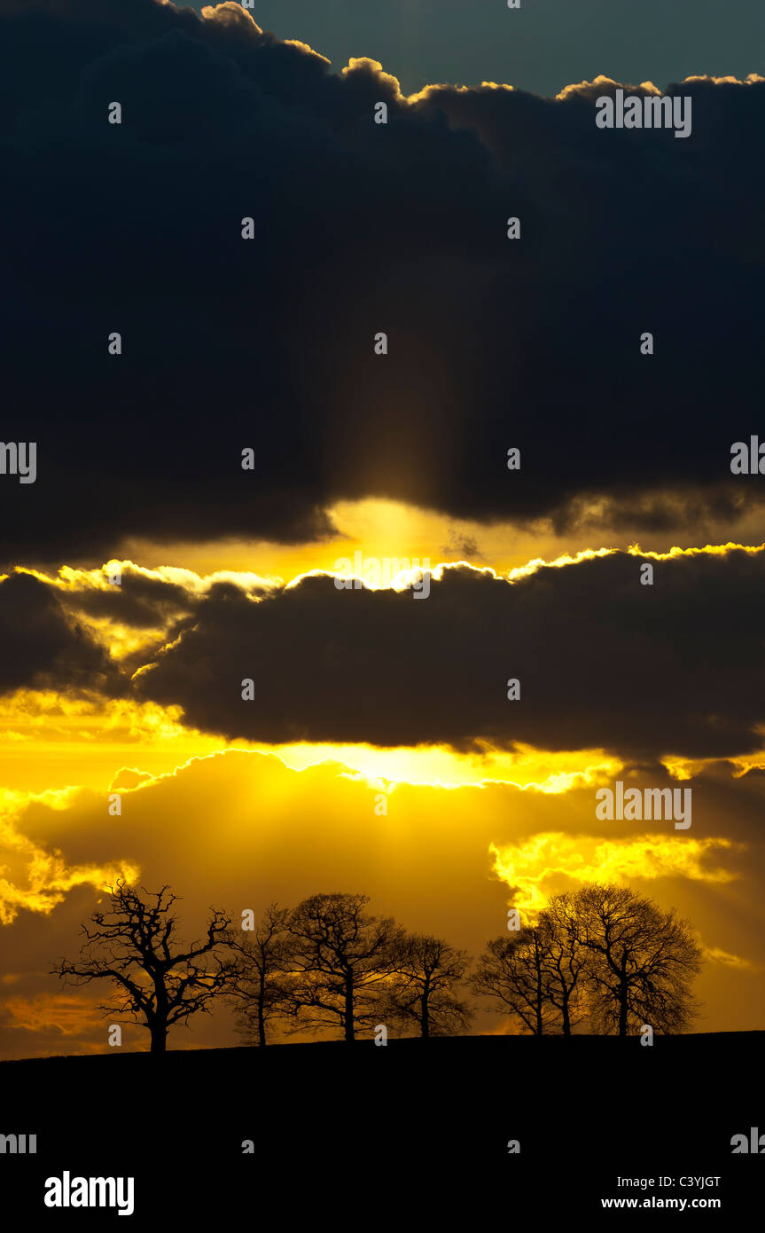 Trees in kent hi-res stock photography and images - Alamy