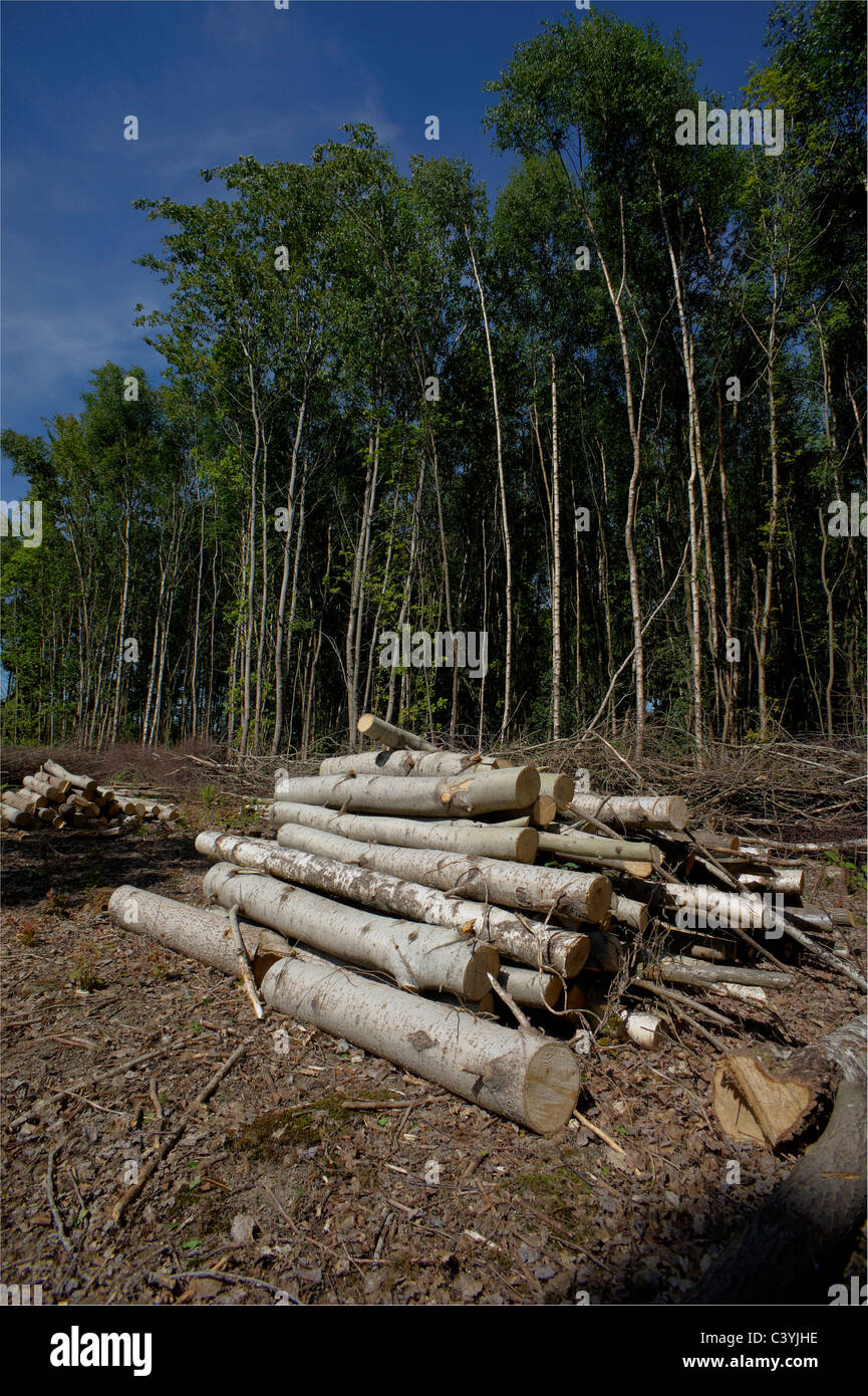 Coppice trees hi-res stock photography and images - Alamy