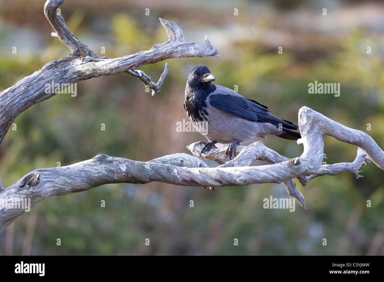 Hooded Crow Corvus Corone perched in the branches of a gnarled and ...