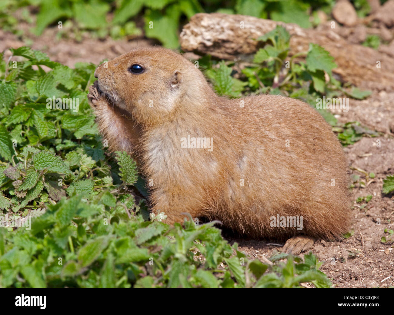 Black Tailed Prairie Dogs Marmots Stock Photos & Black Tailed Prairie ...
