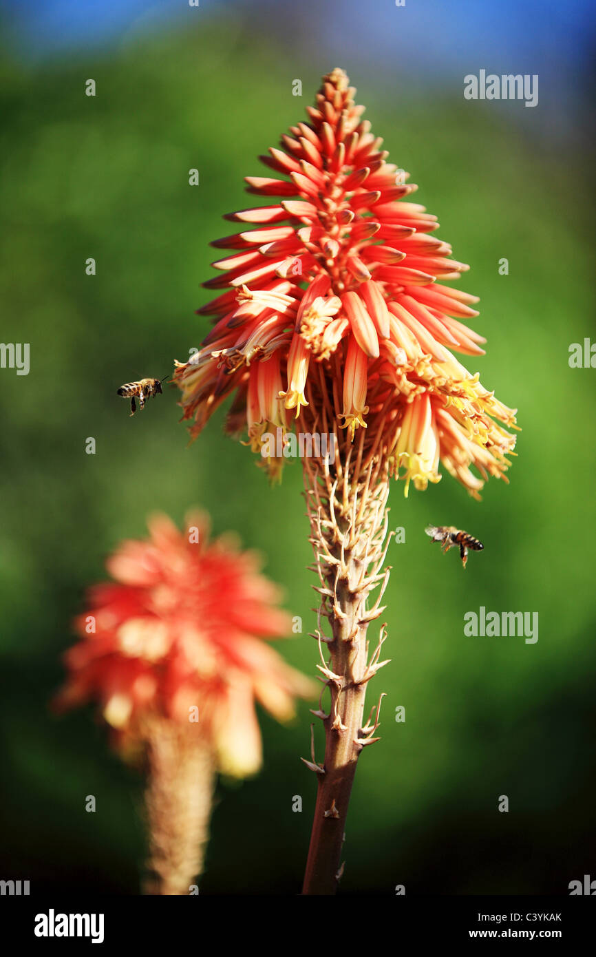 Bees collecting on beautiful flowers in a Greek garden Stock Photo - Alamy