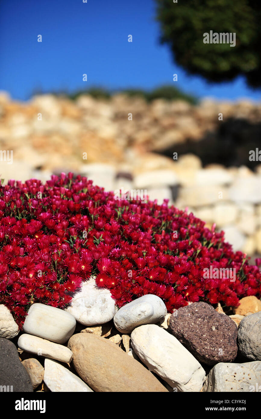 Red greek flower hi-res stock photography and images - Alamy