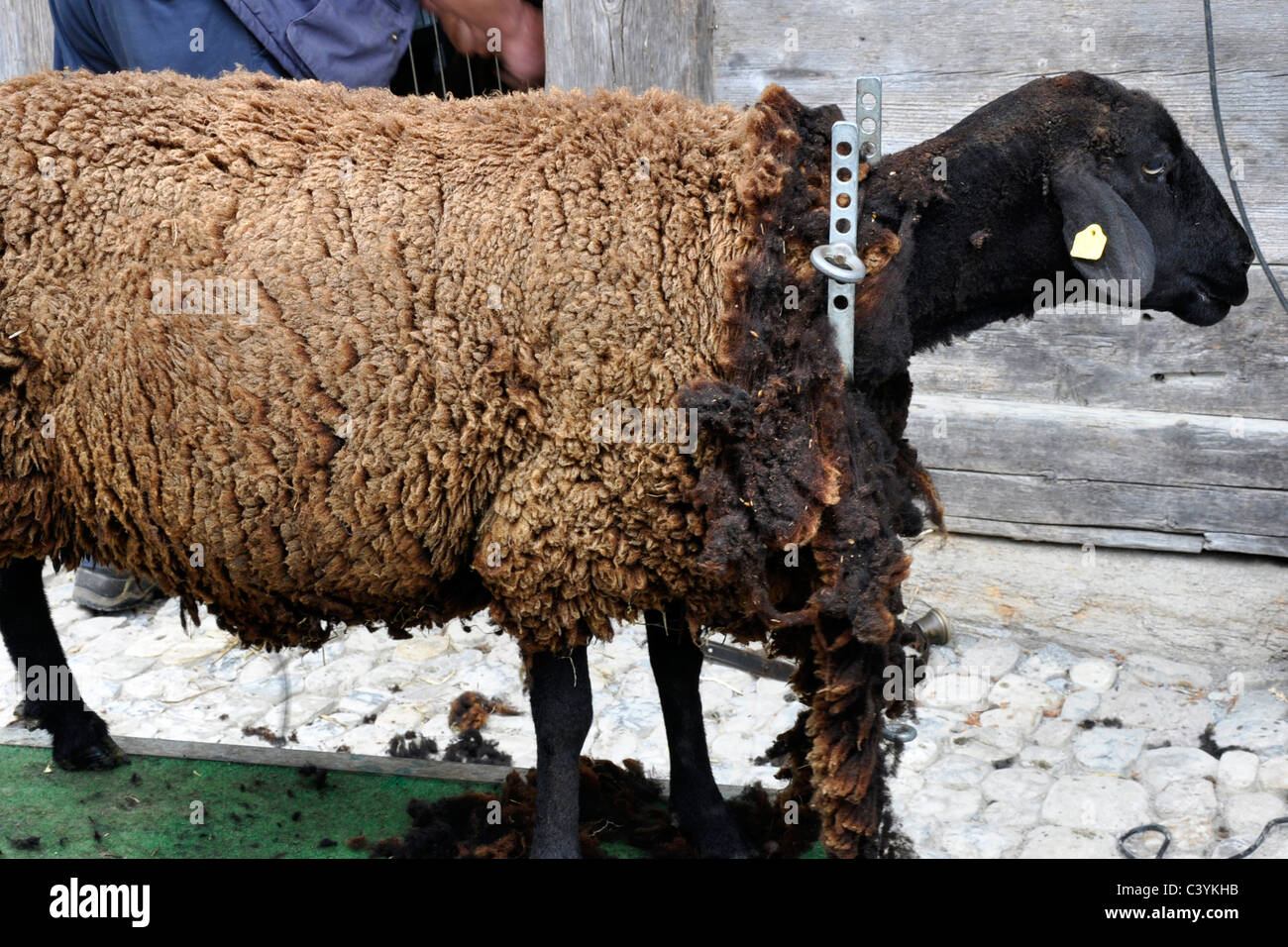 Sheep,Ballenberg museum,Switzerland Stock Photo - Alamy