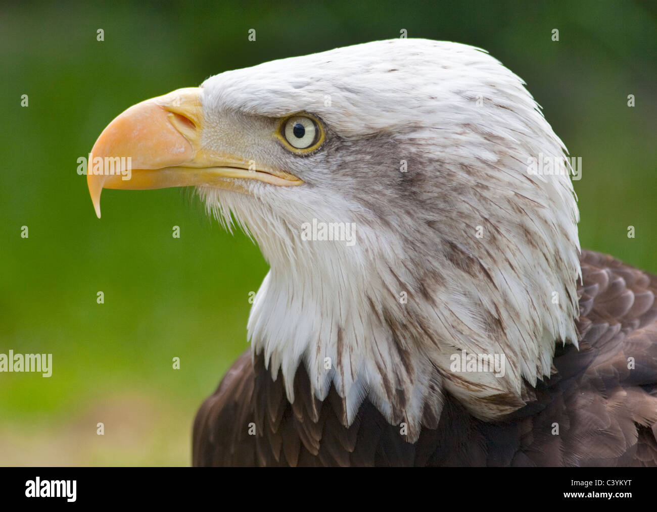 Alaskan Bald Eagle (haliaeetus leucocephalus Stock Photo - Alamy