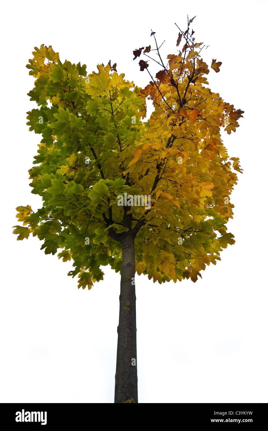 Marple tree hi-res stock photography and images - Alamy