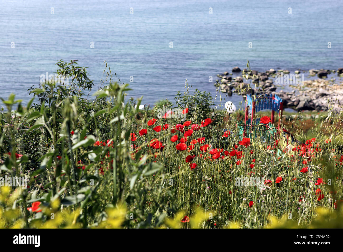 Garden corner poppies hi-res stock photography and images - Alamy