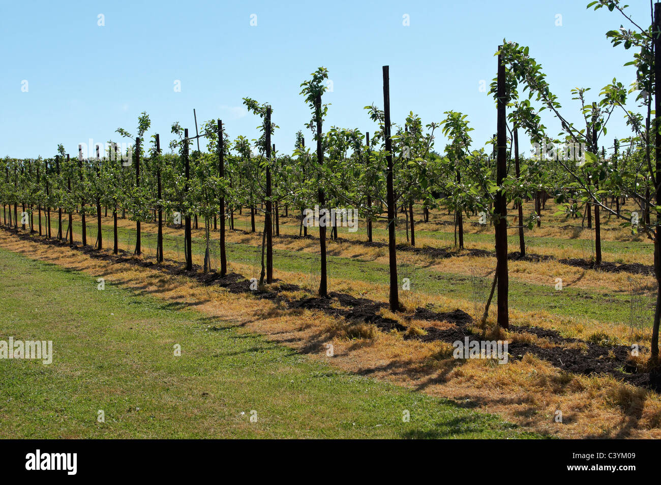 Modern orchard hi-res stock photography and images - Alamy