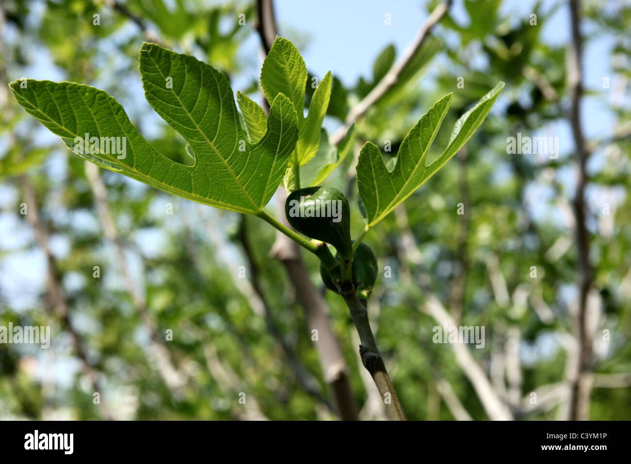 Fig tree fruit water hi-res stock photography and images - Alamy