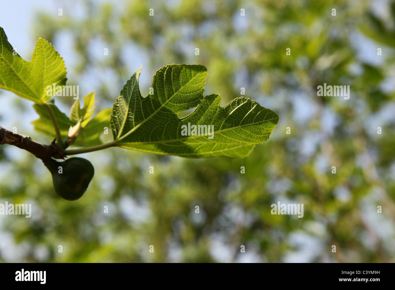 Fig tree fruit water hi-res stock photography and images - Alamy