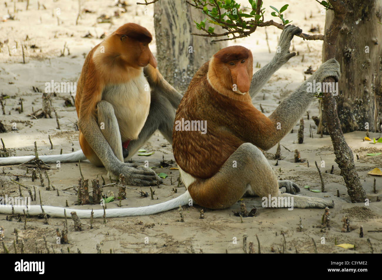 Proboscis monkeys ( Nasalis Larvatus) in Bako National Park in Sarawak ...