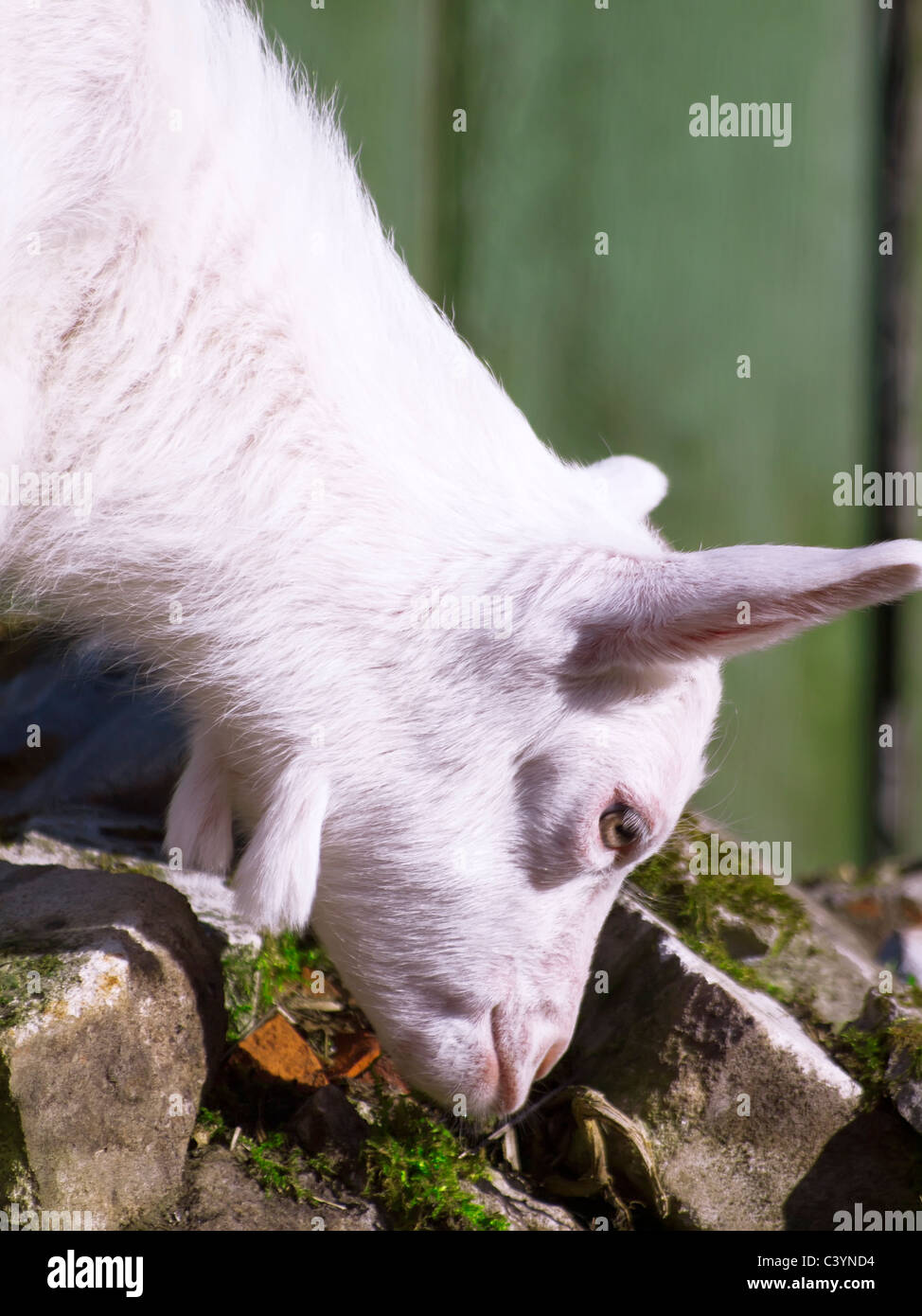 Little animal hi-res stock photography and images - Alamy