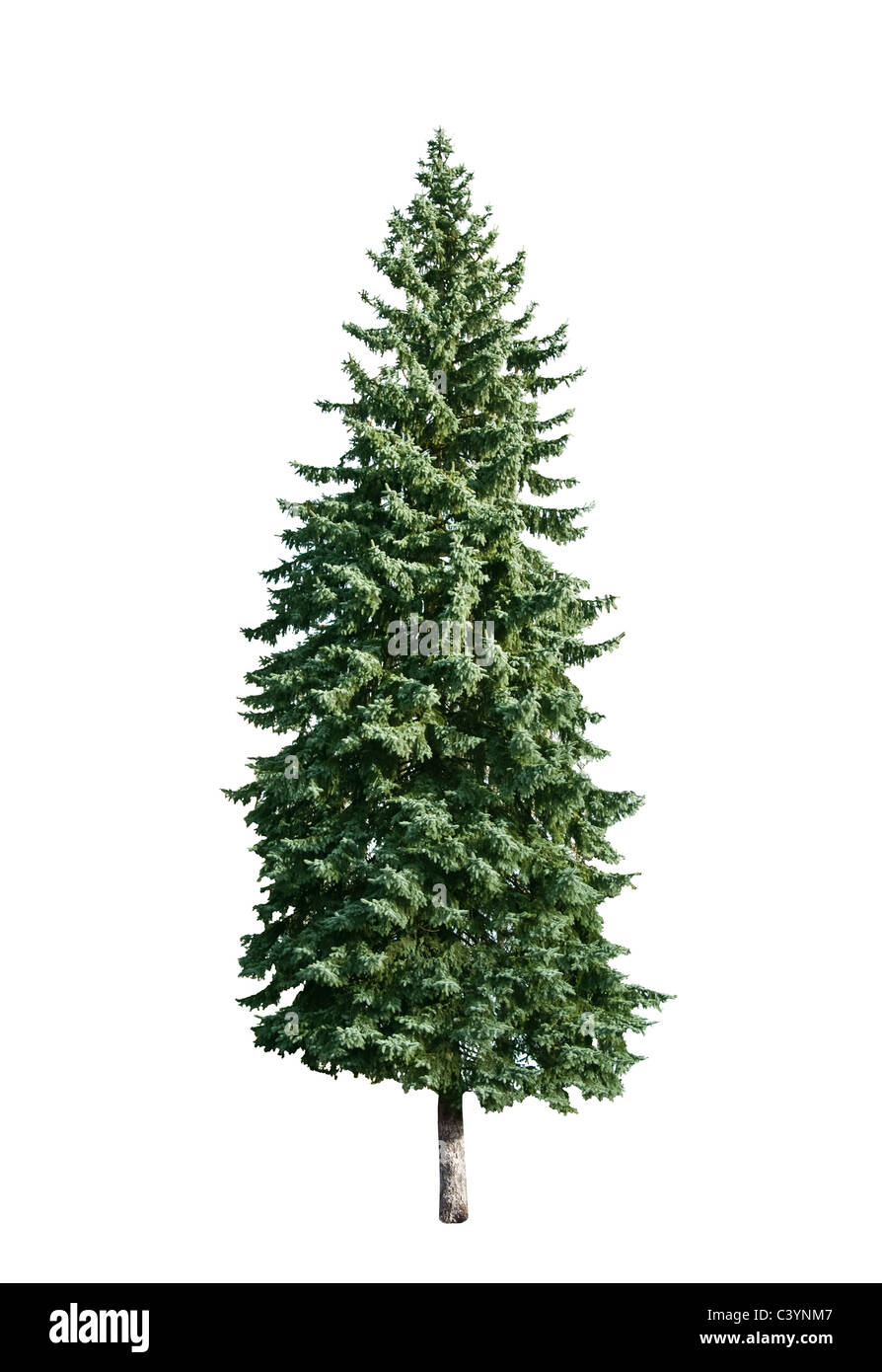 pine tree is isolated on a white background Stock Photo - Alamy