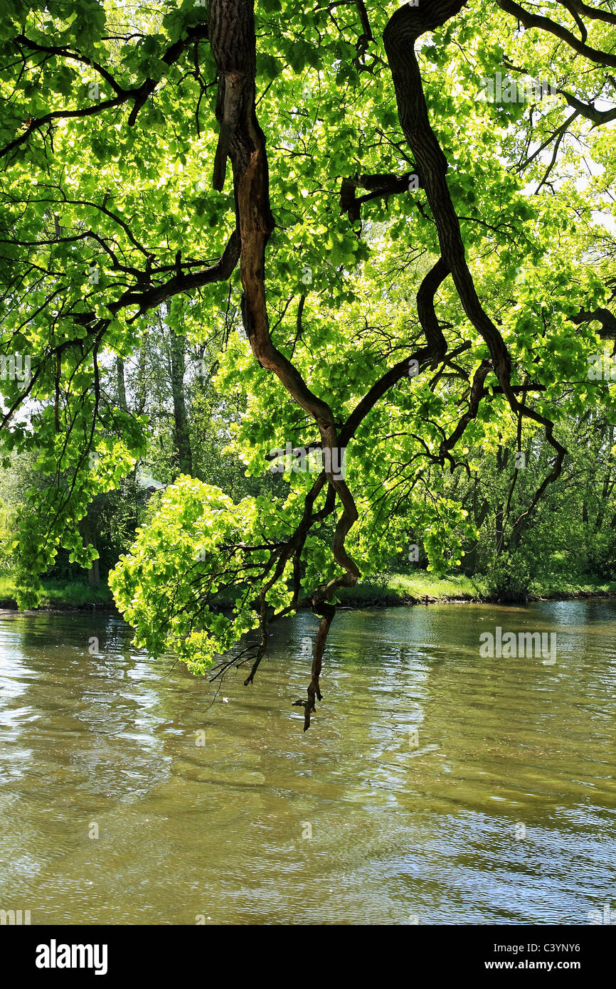 Branch leaning river spring hi-res stock photography and images - Alamy