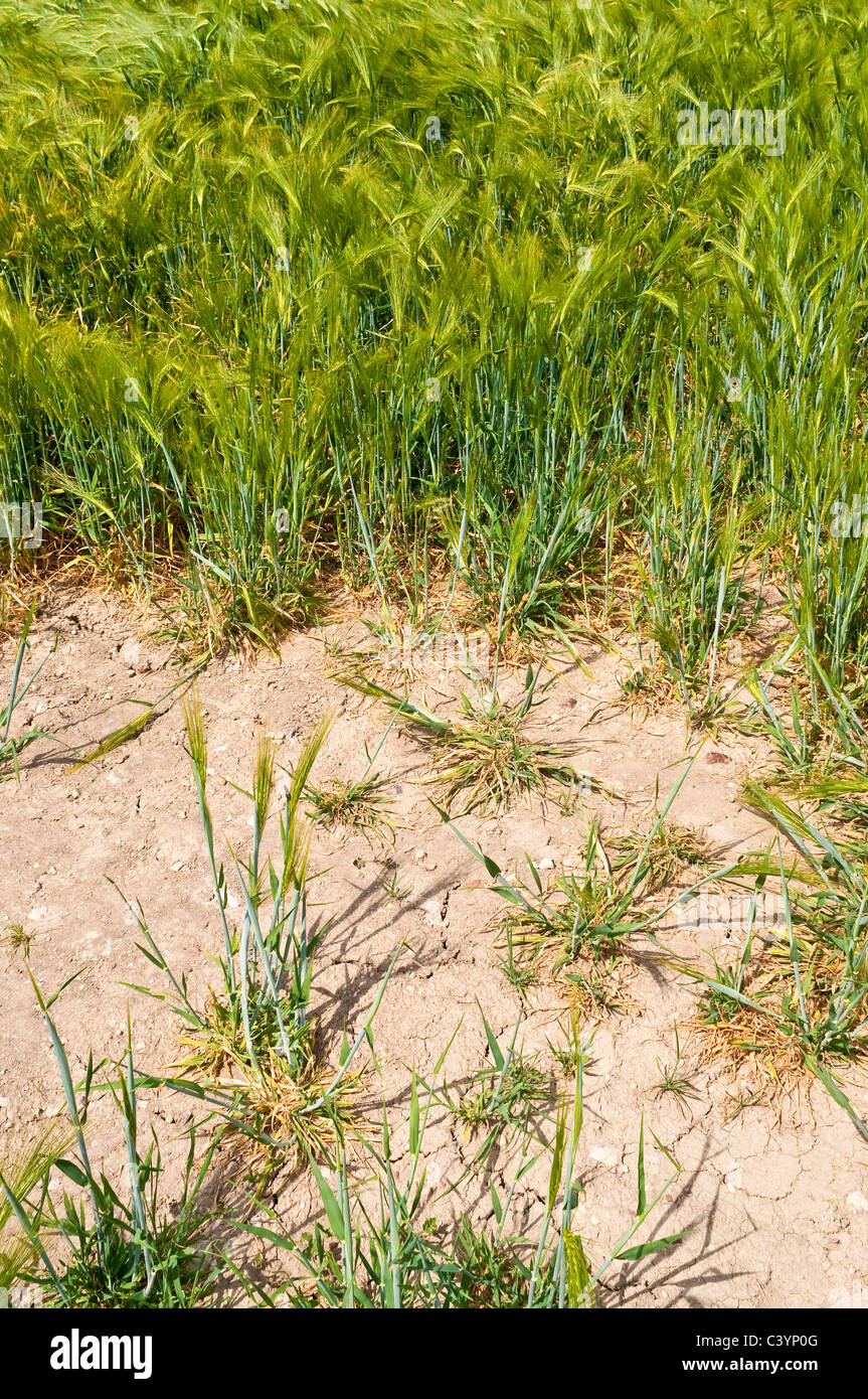 Parched field hi-res stock photography and images - Alamy
