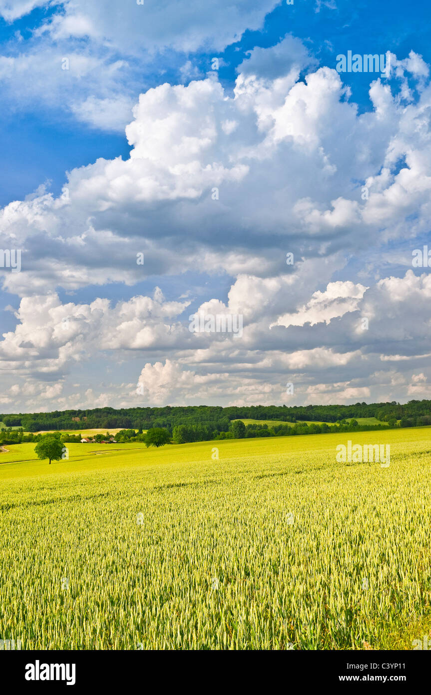 Large corn field hi-res stock photography and images - Alamy