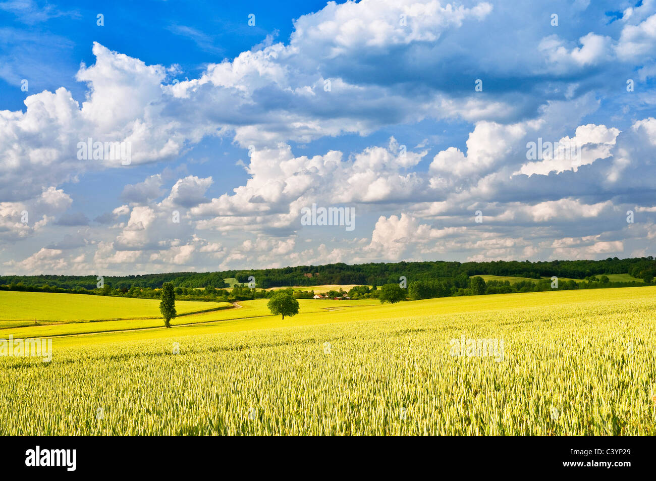 Large corn field hi-res stock photography and images - Alamy