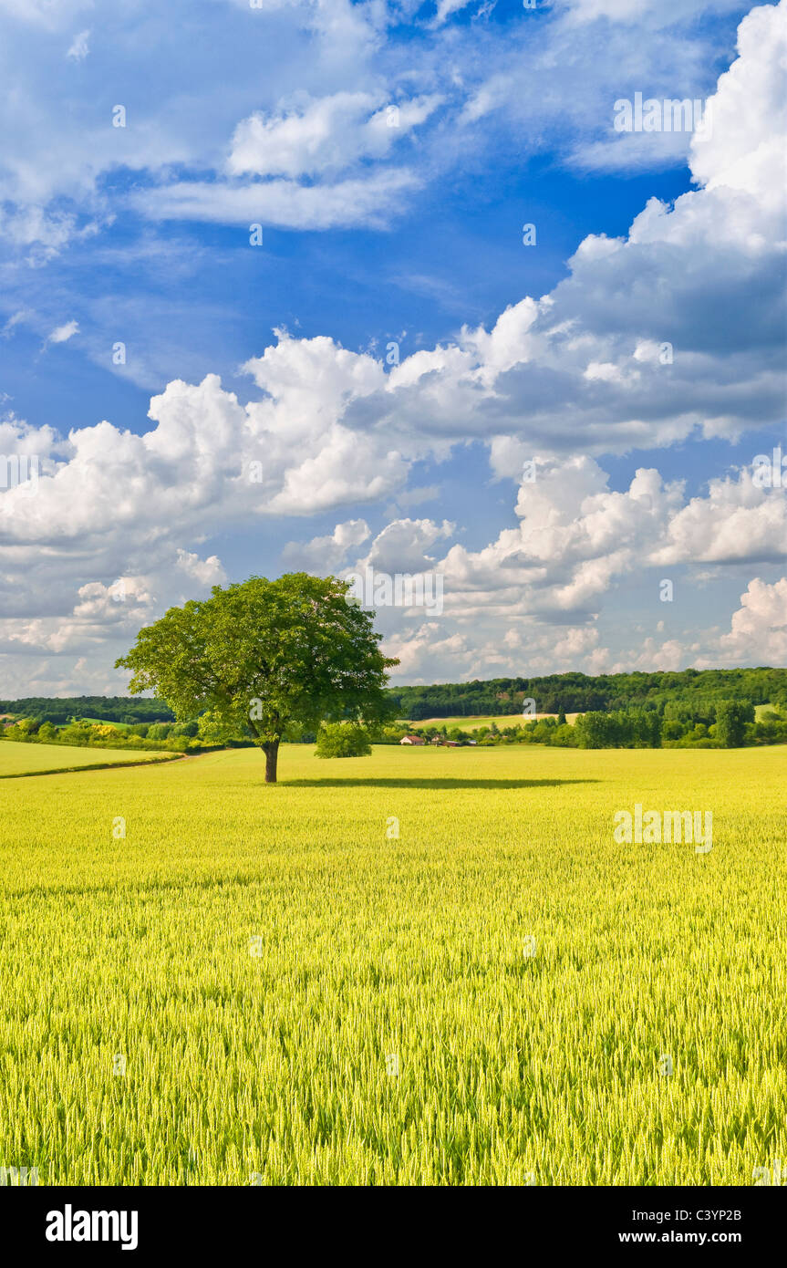 Large corn field hi-res stock photography and images - Alamy