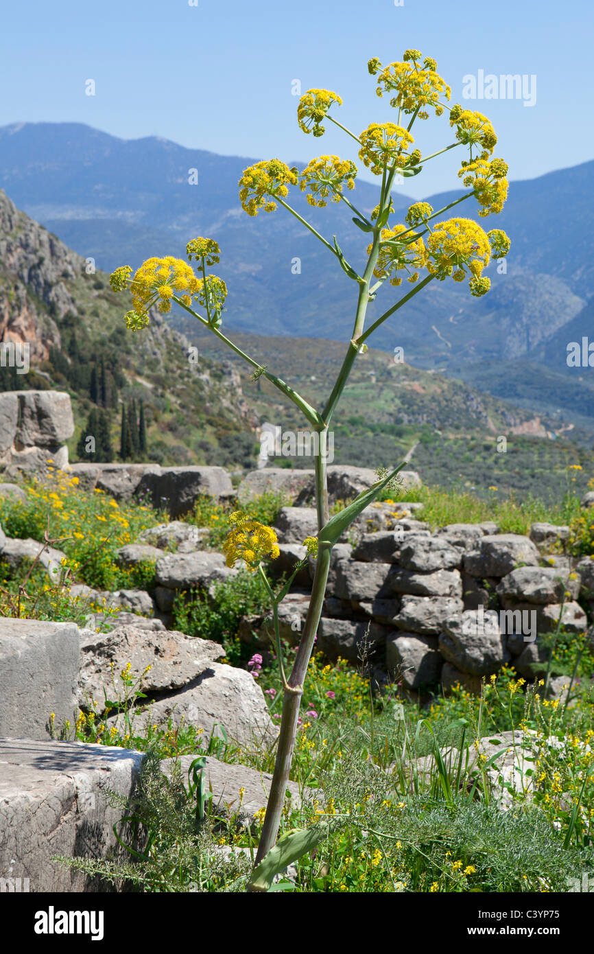 An American Aloe at the ruined city of Delphi, Greece Stock Photo - Alamy