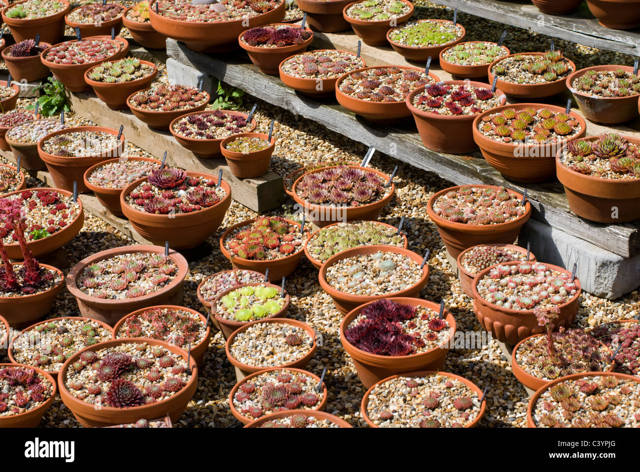 A large collection of ceramic flower pots Stock Photo - Alamy