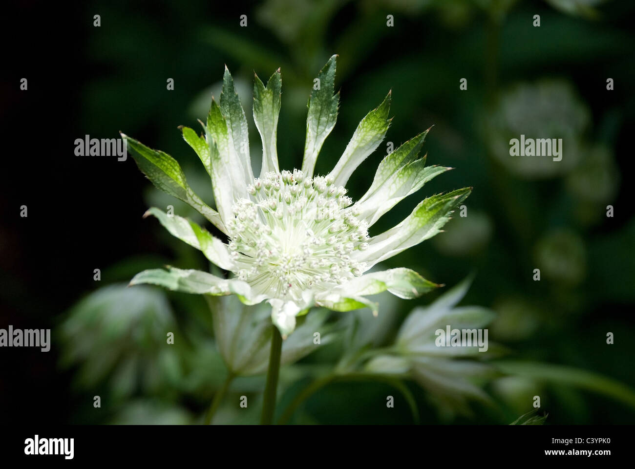Masterwort - single flower - Astrantia major Stock Photo - Alamy