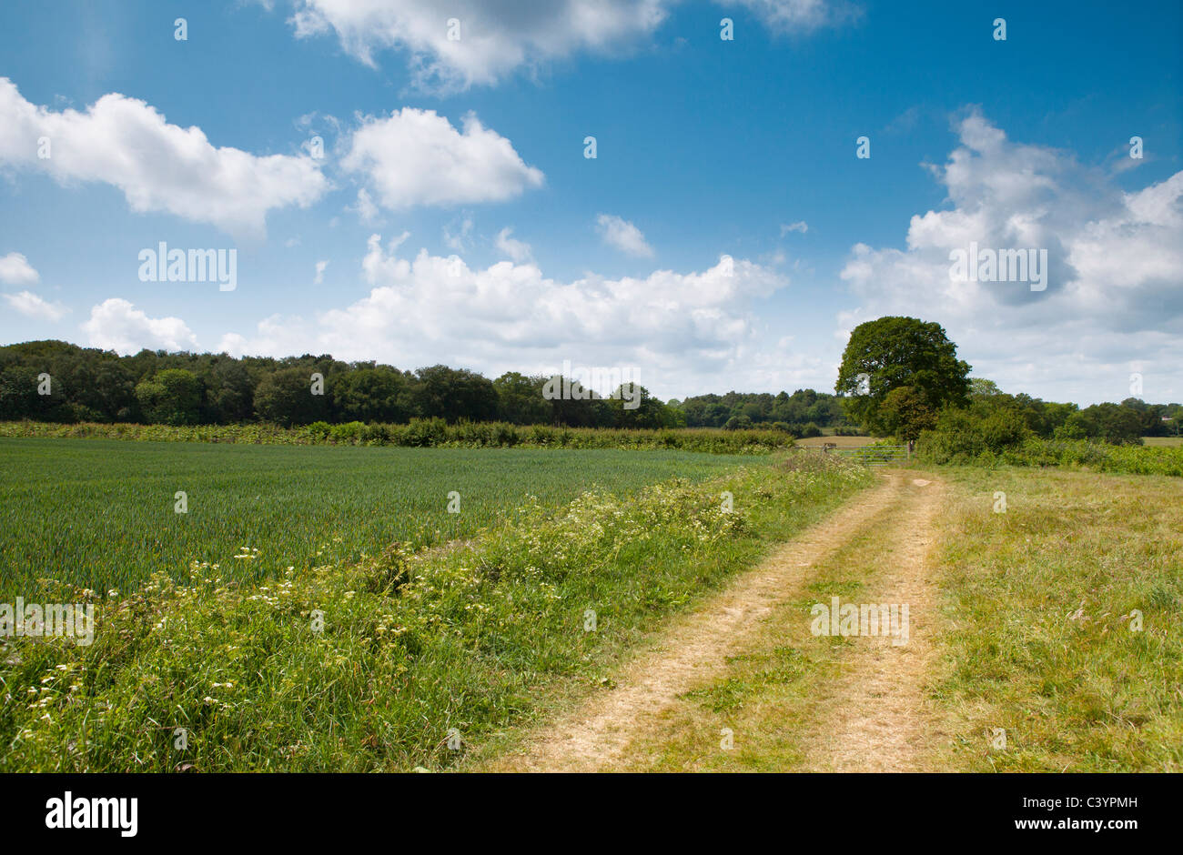 Country landscape, Surrey UK Stock Photo - Alamy