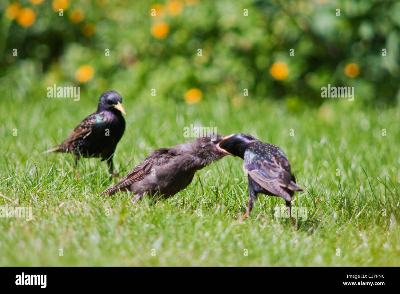 Starling on the feeding ground hi-res stock photography and images - Alamy