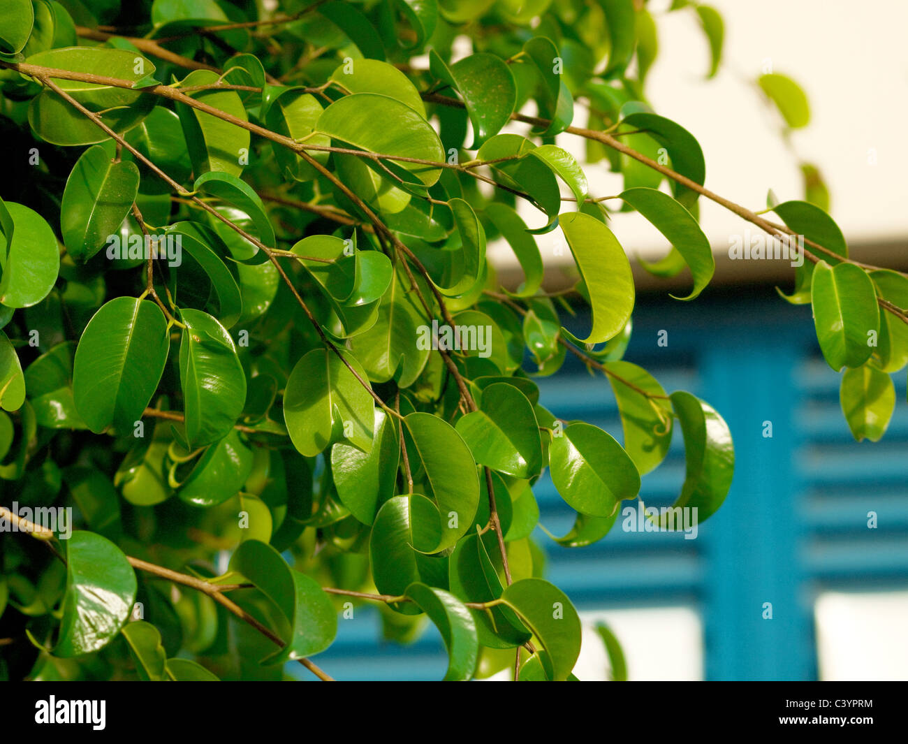 Ficus shrub hi-res stock photography and images - Alamy