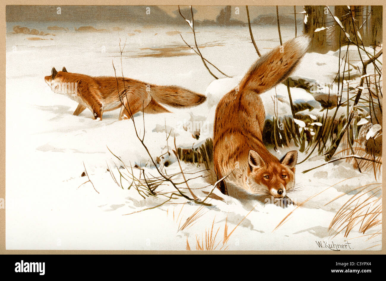 Red Fox (Vulpes vulpes) a small canid the most recognizable species of ...