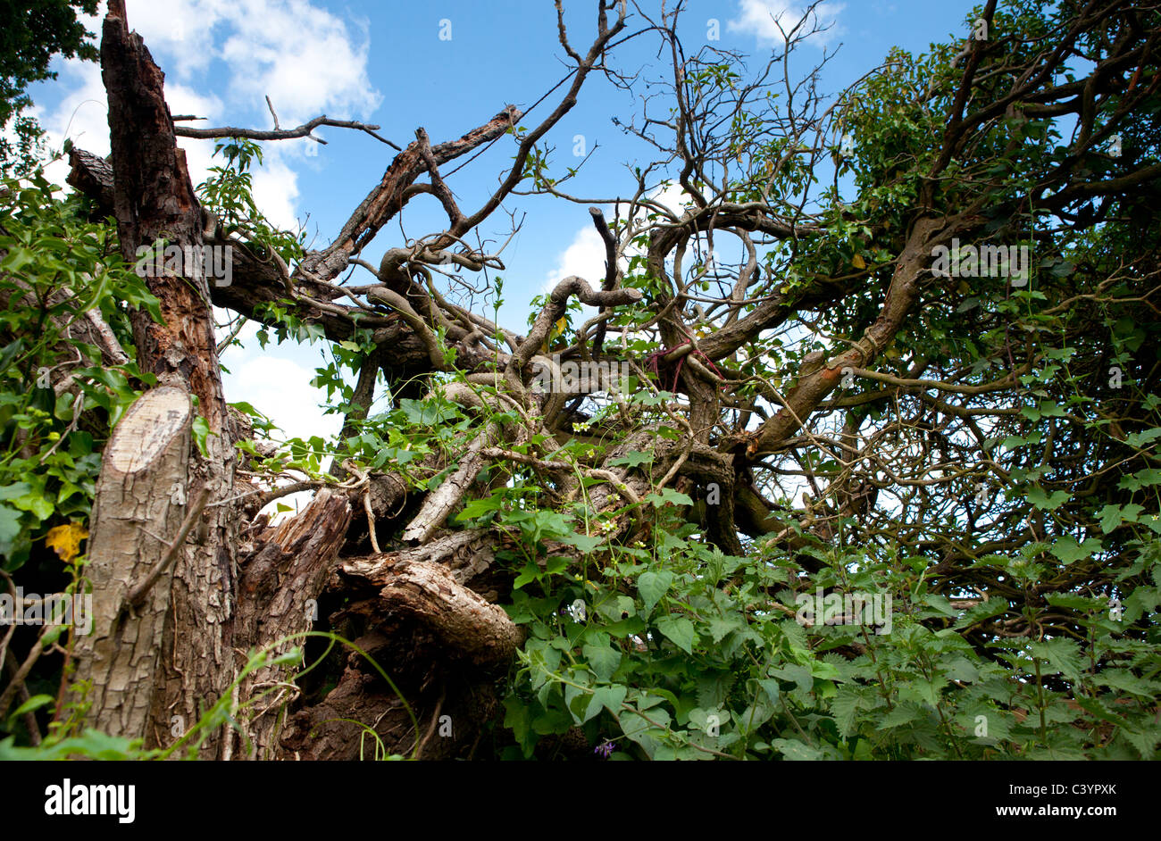 Tree branches tangled in English countryside Stock Photo - Alamy