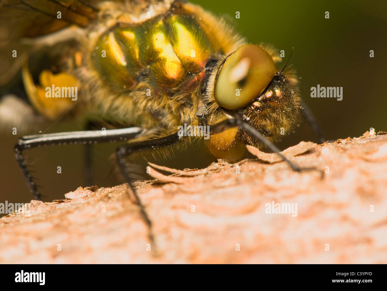Corduliidae Somatochlora flavomaculata Stock Photo - Alamy