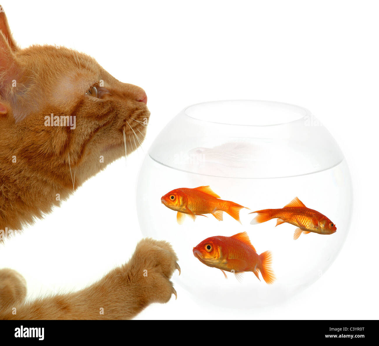 Cat look fish tank hi-res stock photography and images - Alamy