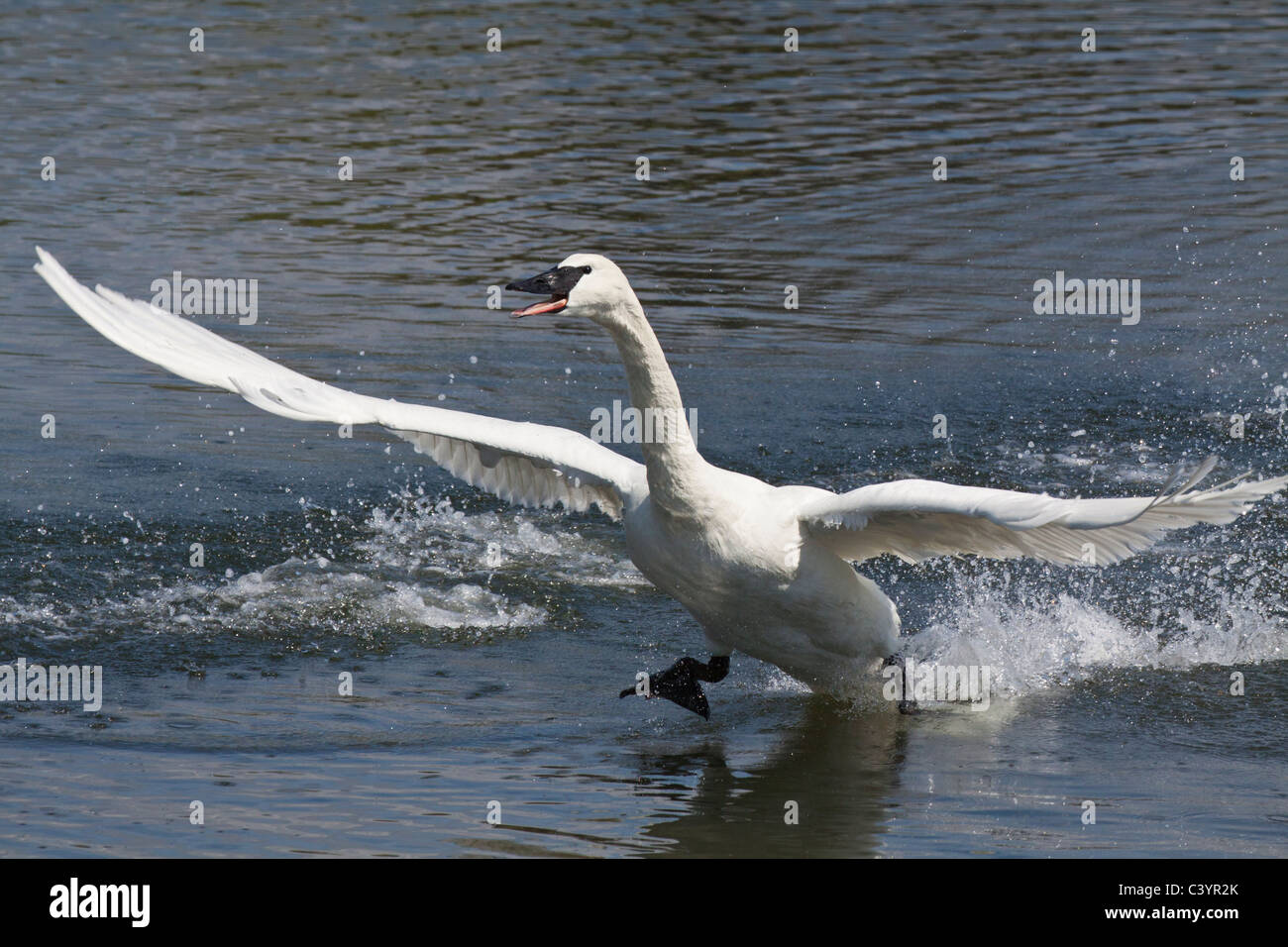 Swan on lagoon hi-res stock photography and images - Alamy