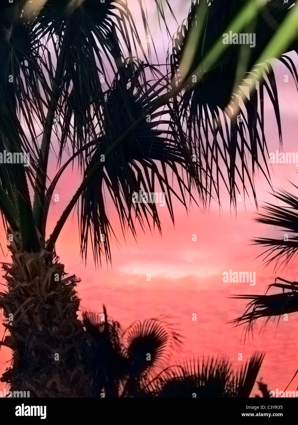 palms at the dark sunset Stock Photo - Alamy