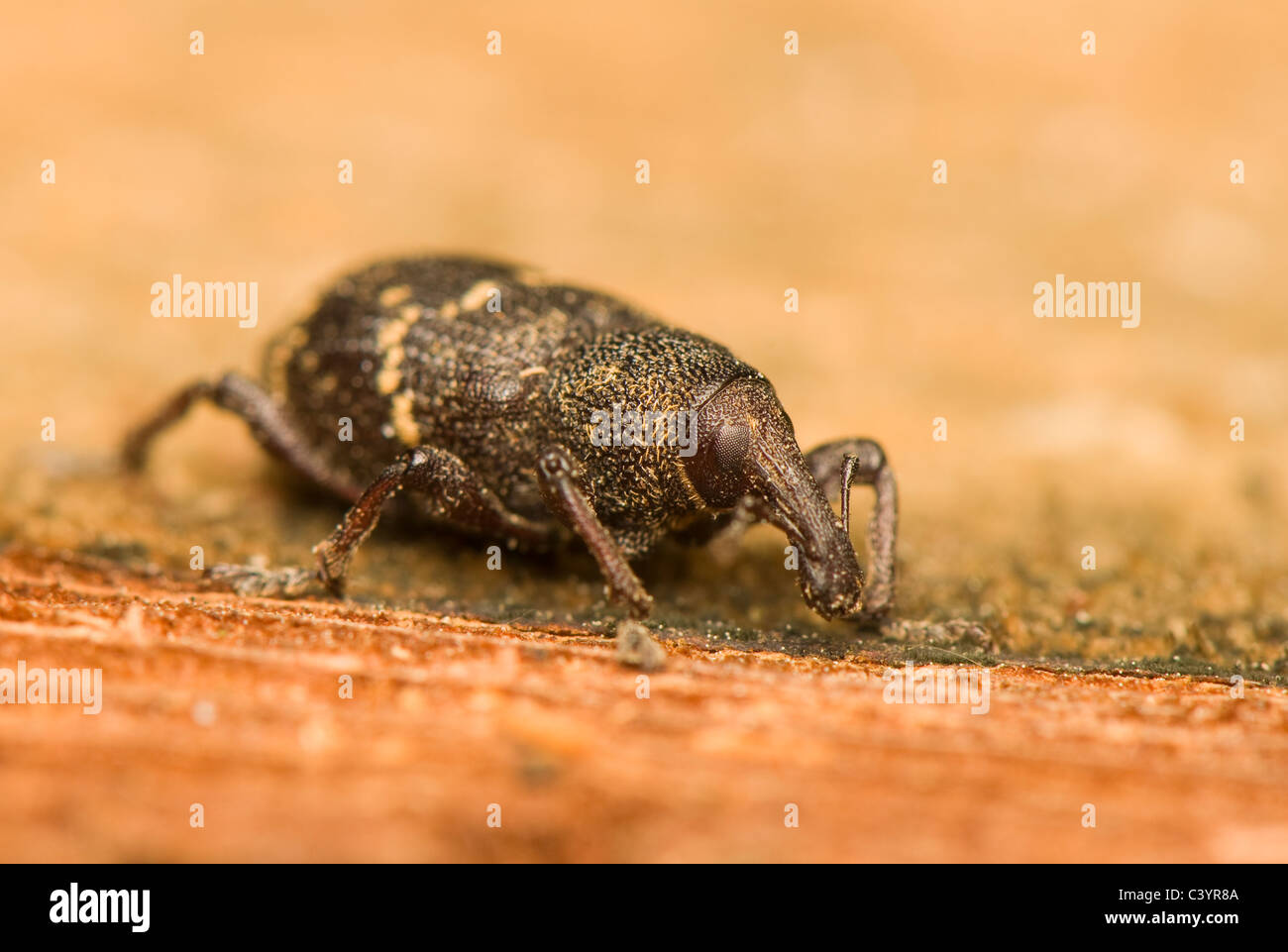 Hylobius abietis hi-res stock photography and images - Alamy