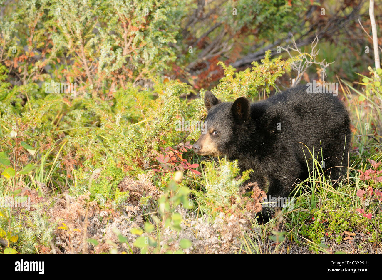 Ursidae family hi-res stock photography and images - Alamy